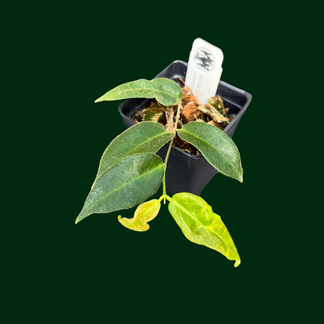 Hoya patella (pink) – Unsolicited Plant Talks