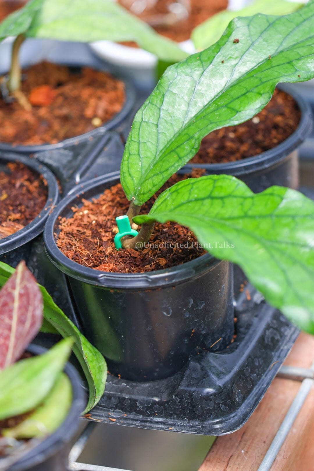 Propagation Pins (FREE SHIPPING) – Unsolicited Plant Talks