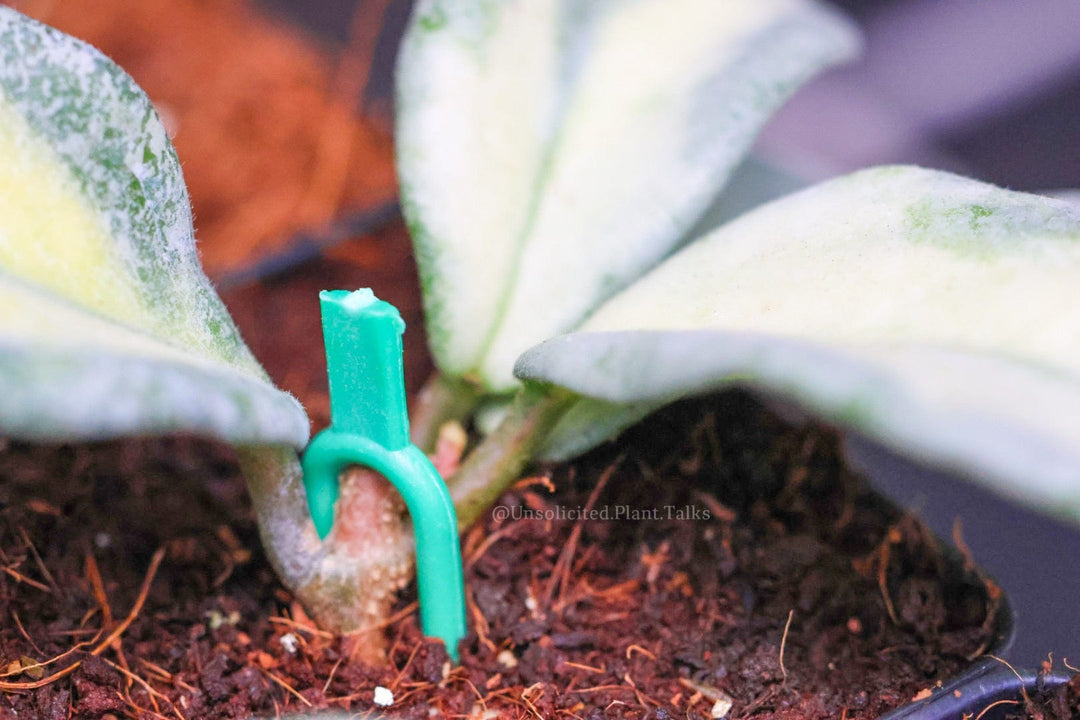 Propagation Pins (FREE SHIPPING) – Unsolicited Plant Talks