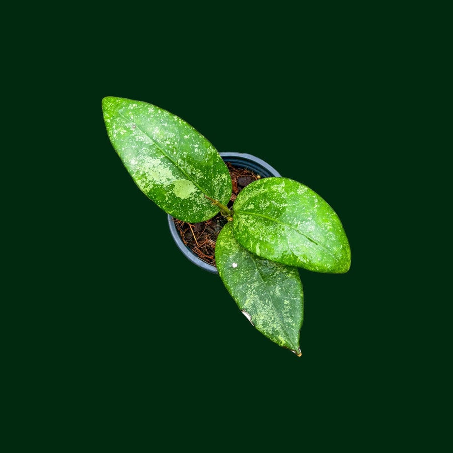Splash Hoyas for Sale | Discover 80+ Hoya Splash Varieties ...