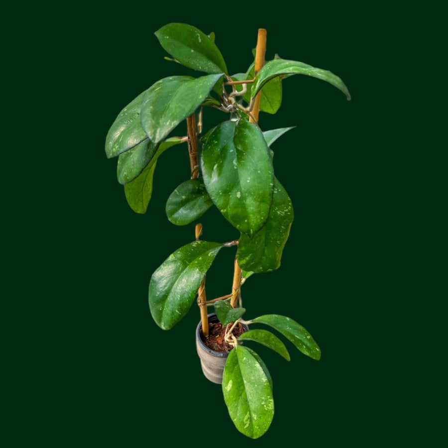 Hoya Plants For Sale – Unsolicited Plant Talks