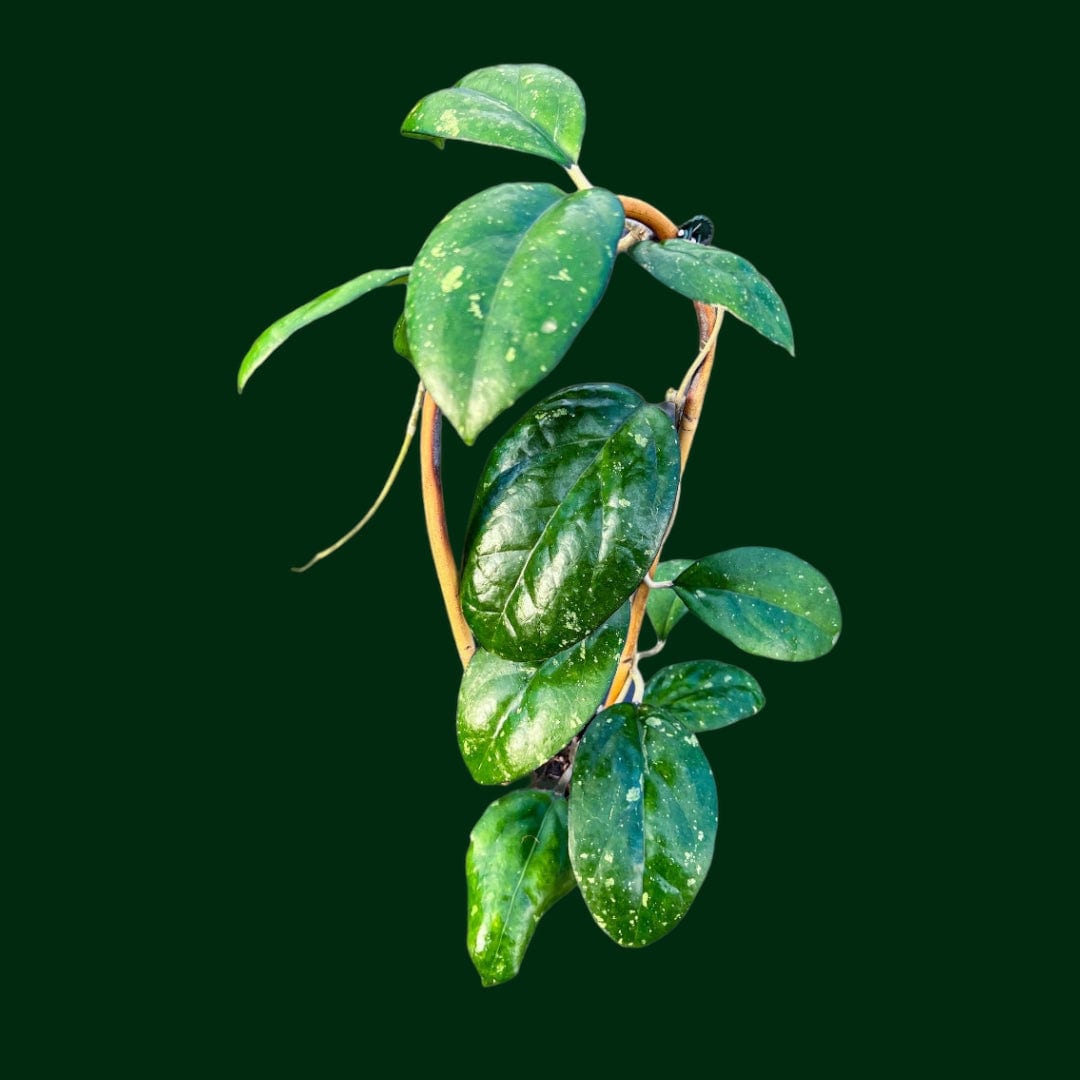 Trellised Hoya 'Joy' – Unsolicited Plant Talks