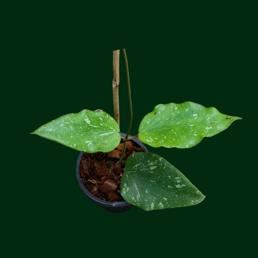 Rare Hoyas for Sale | Browse 70+ Rarest Hoya Species – Unsolicited ...