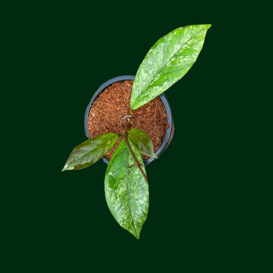 Splash Hoyas for Sale | Discover 80+ Hoya Splash Varieties ...