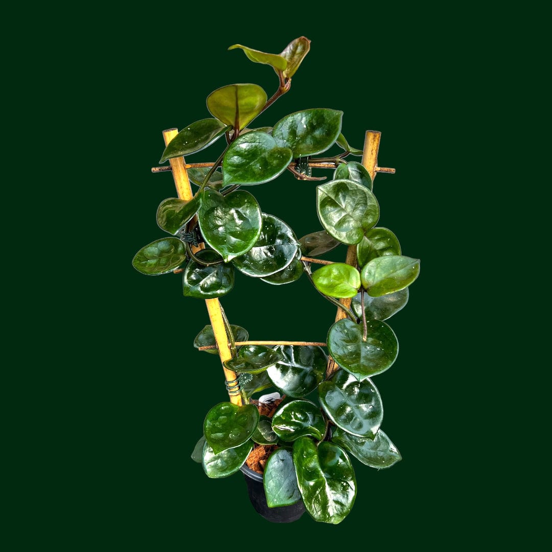 Trellised Hoya 'Chelsea' – Unsolicited Plant Talks