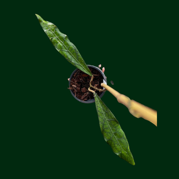 Large Leaf Hoyas for Sale | Discover 40+ Varieties – Unsolicited Plant ...