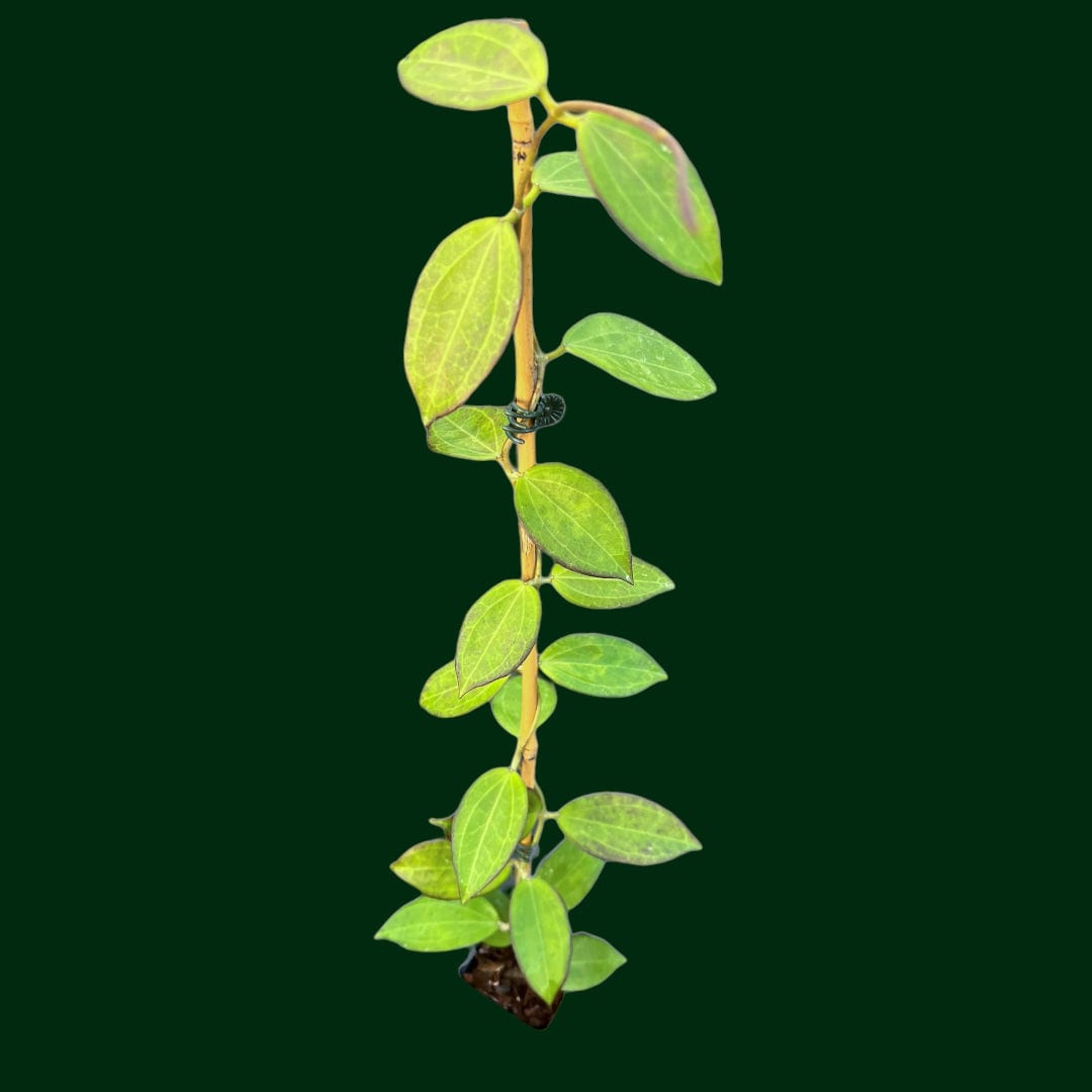 Hoya sp. (Dianel LSH-07-001/EPC 749) – Unsolicited Plant Talks