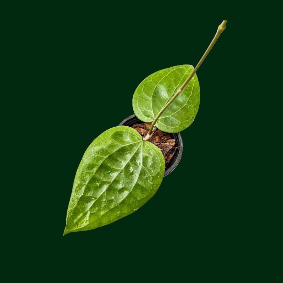 Large Leaf Hoyas for Sale | Discover 40+ Varieties – Unsolicited Plant ...