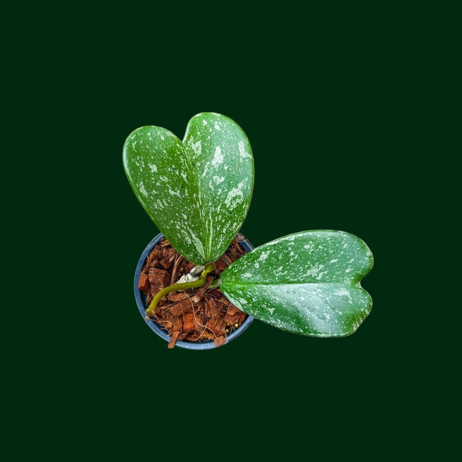 Splash Hoyas for Sale | Discover 80+ Hoya Splash Varieties ...
