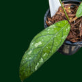 Hoya sp. Sumatra (long leaf) – Unsolicited Plant Talks