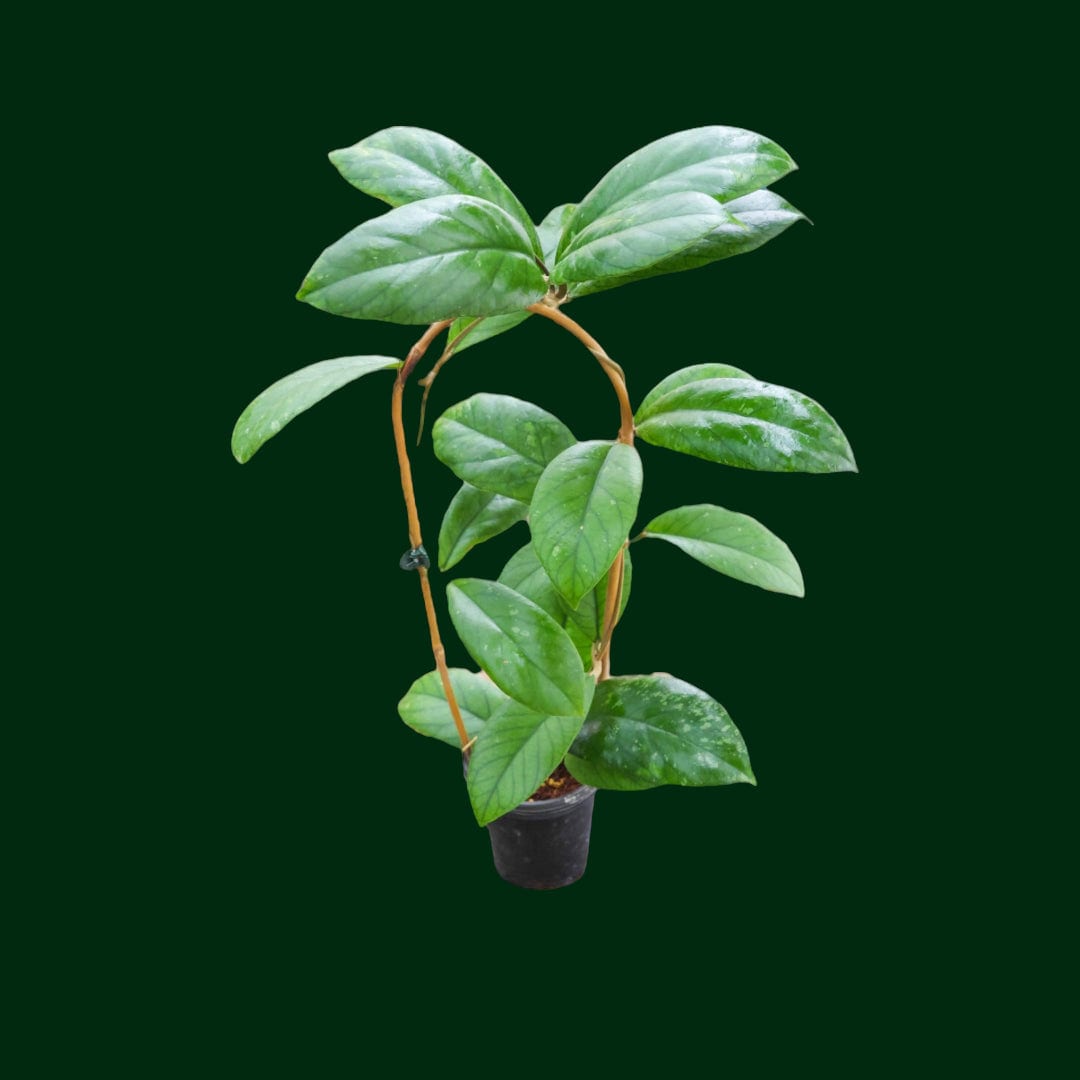 Trellised Hoya sp. Sumatra (02) – Unsolicited Plant Talks
