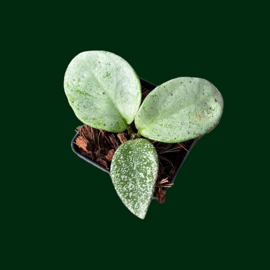 Splash Hoyas for Sale | Discover 80+ Hoya Splash Varieties ...