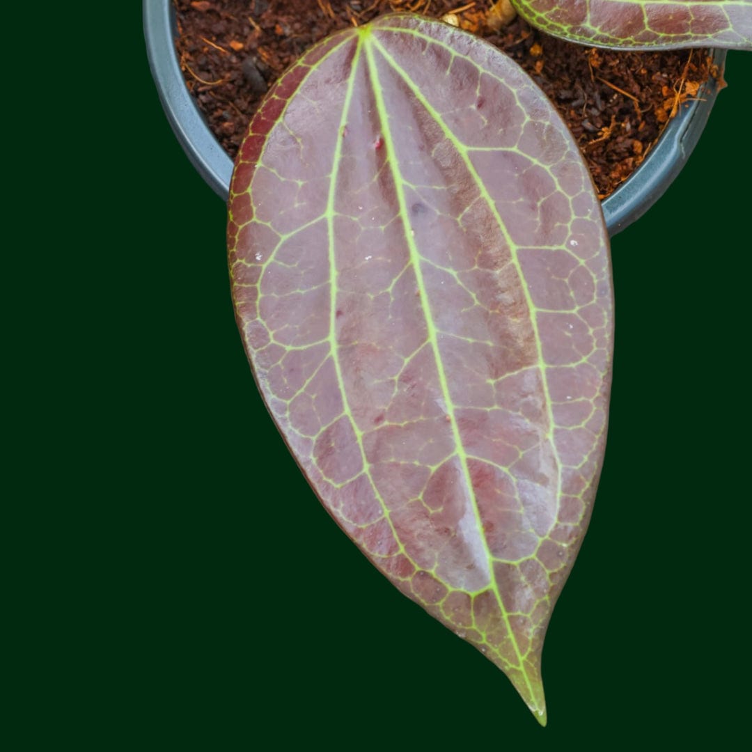 Hoya ‘Penny Candy’ – Unsolicited Plant Talks