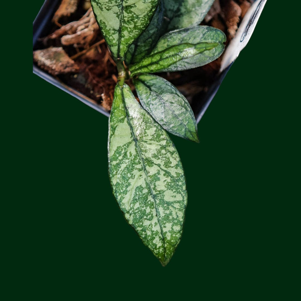 Hoya crassipetiolata (Splash) | Unsolicited Plant Talks