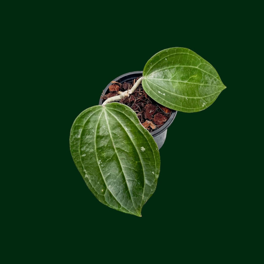 Large Leaf Hoyas for Sale | Discover 40+ Varieties – Unsolicited Plant ...