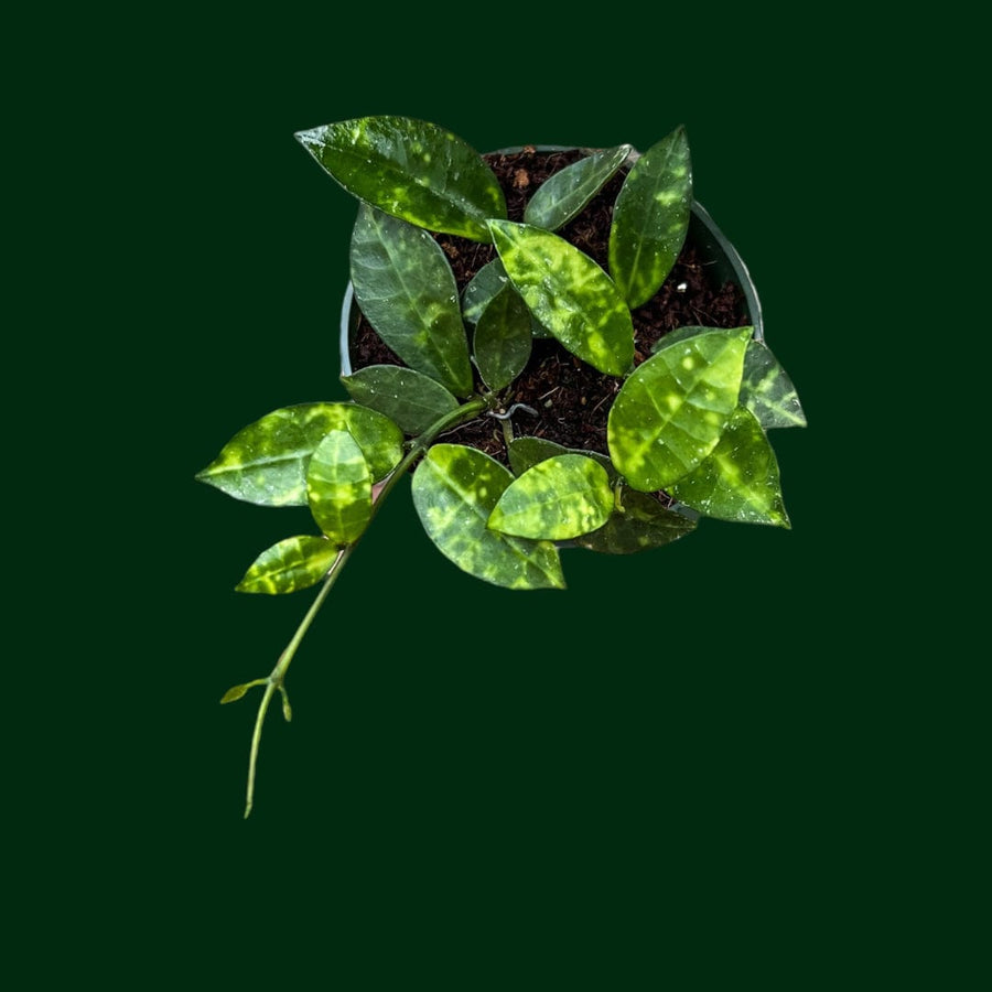 Rare Hoyas for Sale | Browse 70+ Rarest Hoya Species – Unsolicited ...