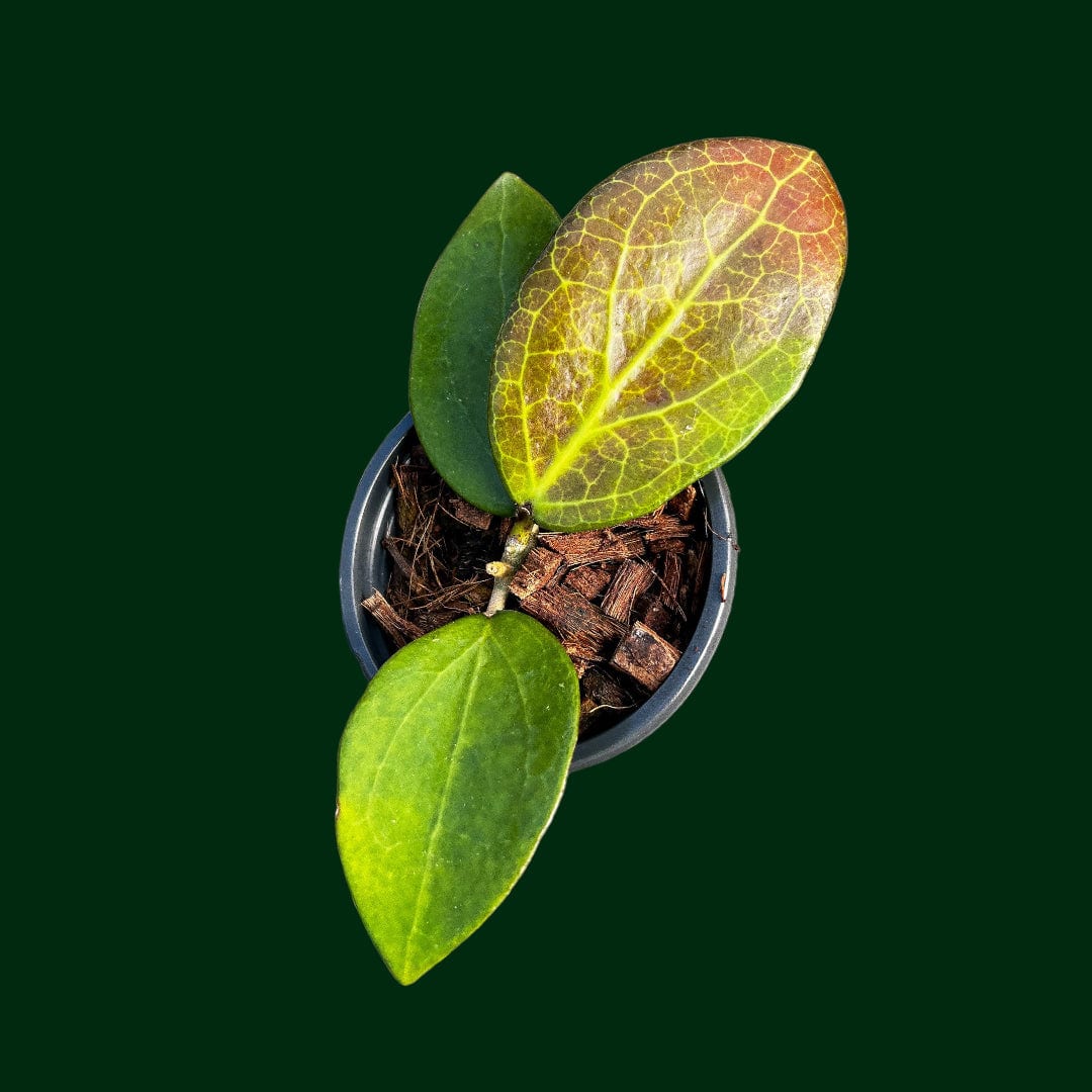 Hoya MB1502 – Unsolicited Plant Talks