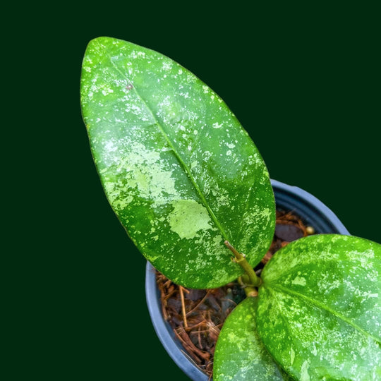 Splash Hoyas for Sale | Discover 80+ Hoya Splash Varieties ...