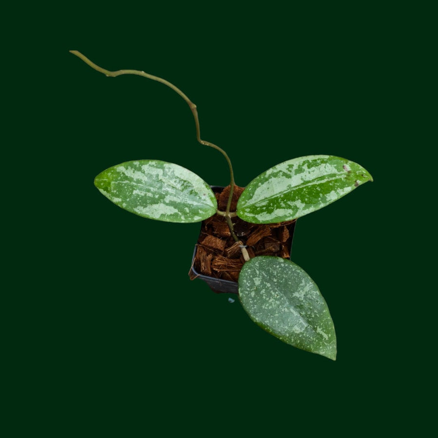 Splash Hoyas for Sale | Discover 80+ Hoya Splash Varieties ...