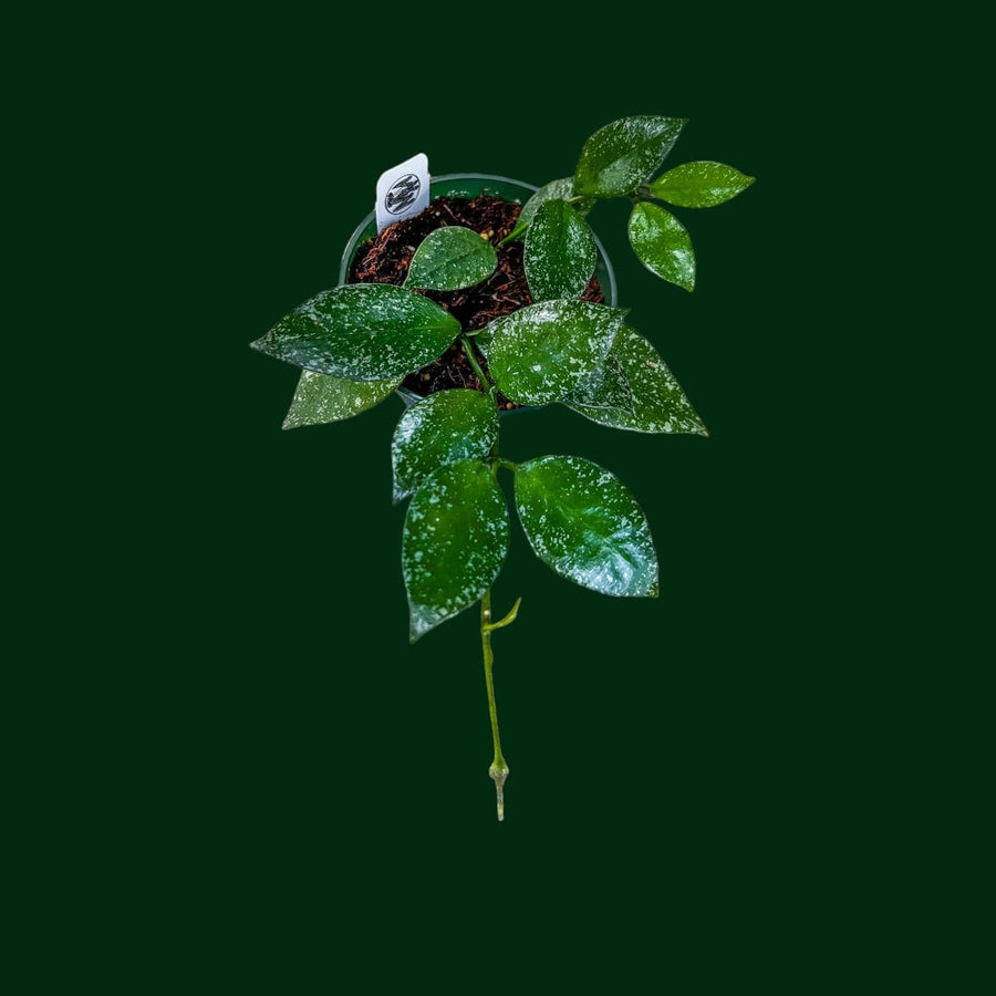 Splash Hoyas for Sale | Discover 80+ Hoya Splash Varieties ...